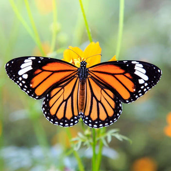 How to Save the Monarch Butterfly, Starting With Your Own Backyard ...