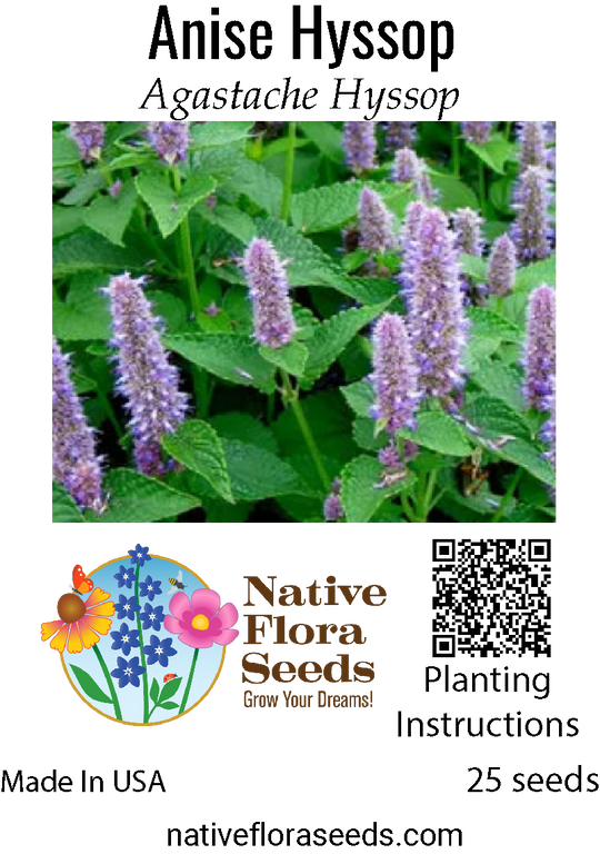 Anise Hyssop Seeds - Native Perennial Herb | Agastache foeniculum ...