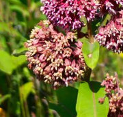 Common Milkweed – NativeFloraSeeds.org