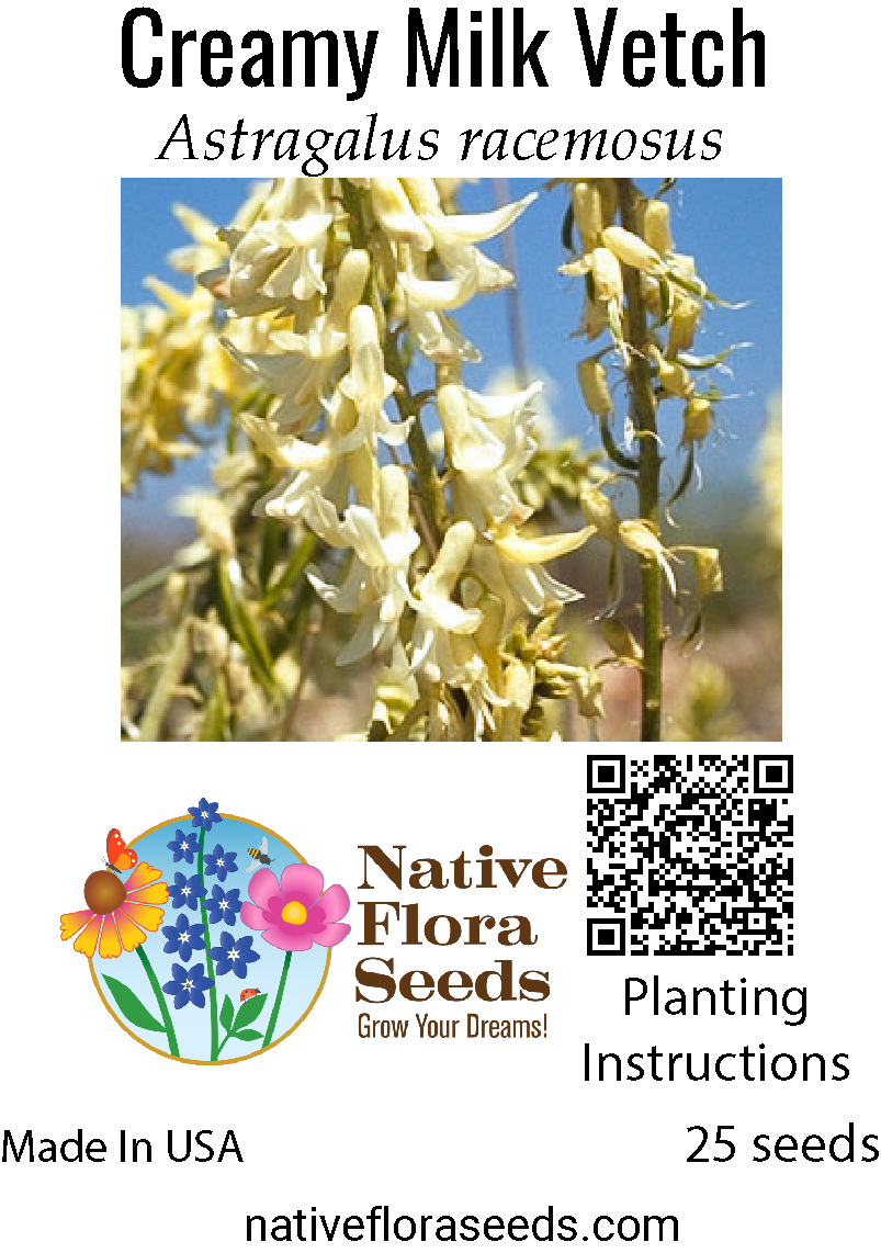 Creamy Milk Vetch Seeds - Nitrogen-Fixing Prairie Native | Astragalus ...
