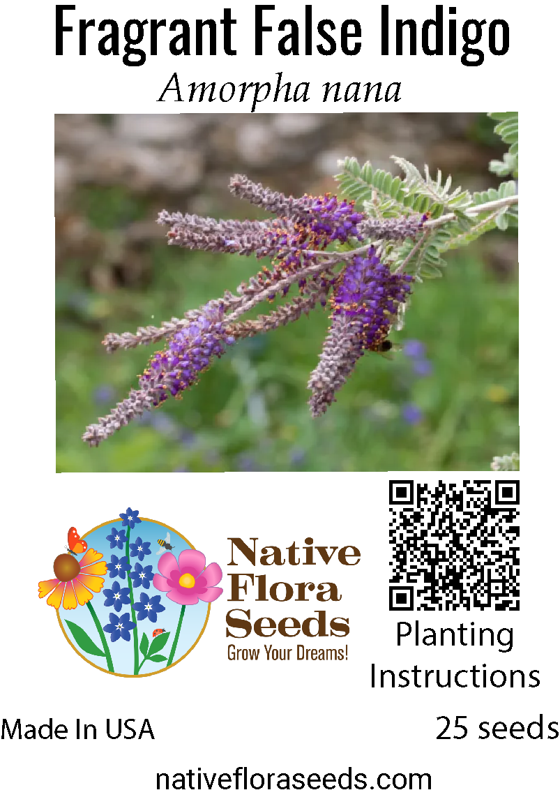 Fragrant False Indigo Seeds - Amorpha Nana Native Shrub ...