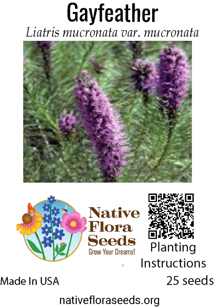 Native Virginia Plants & Wildflower Seeds - Old Dominion Flora ...