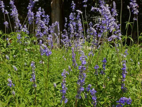 Mealy Blue Sage – NativeFloraSeeds.org