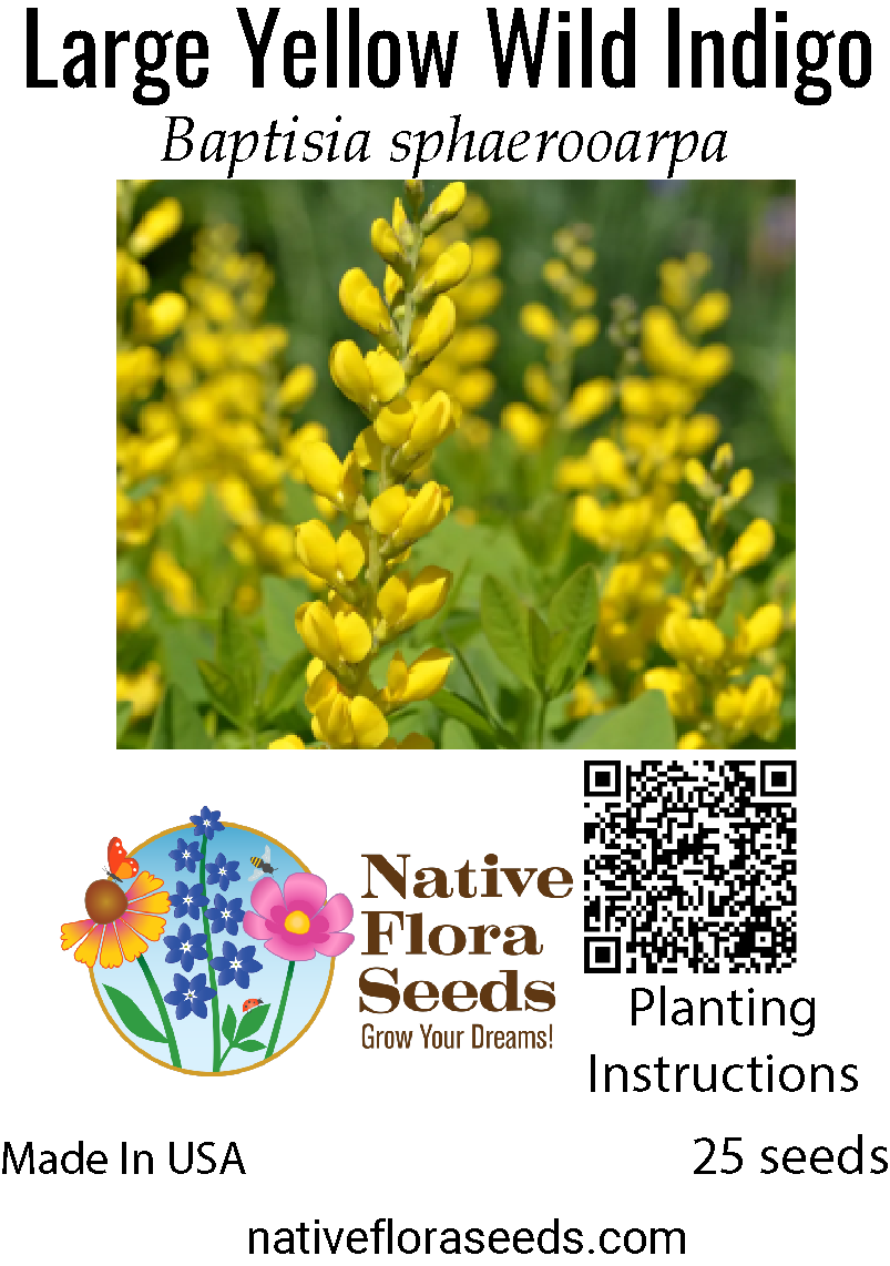 Large Yellow Wild Indigo Seeds - Prairie Nitrogen Fixer | Baptisia ...