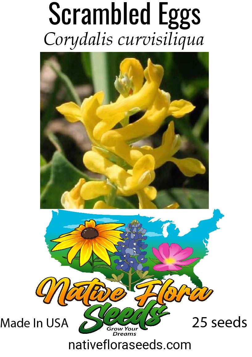 Scrambled Eggs – NativeFloraSeeds.org