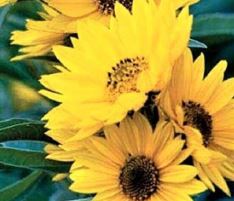 Products – NativeFloraSeeds.org